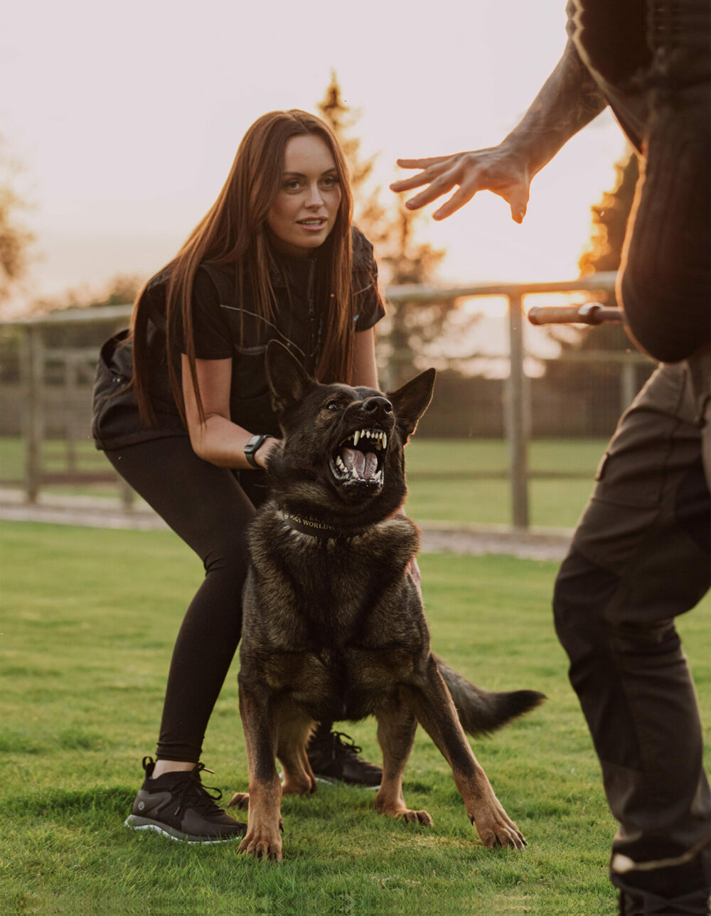 Scenario Training for Working Dogs | Protection Dogs UK