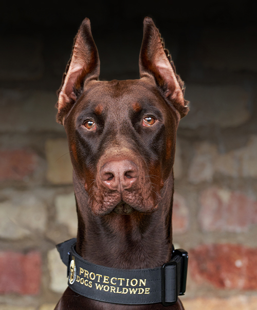 Protection Dogs - Personal & Family Protection Dogs for Sale UK