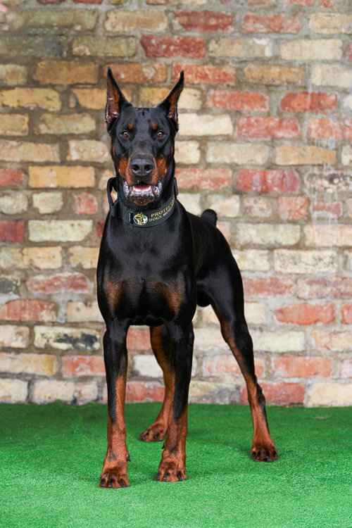 Rosco – Protection Dog for Sale | Protection Dogs UK