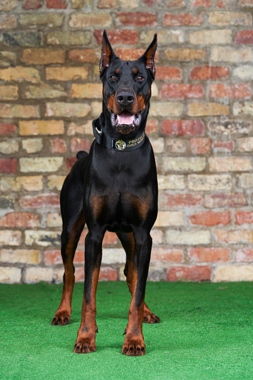 Rosco – Protection Dog for Sale | Protection Dogs UK