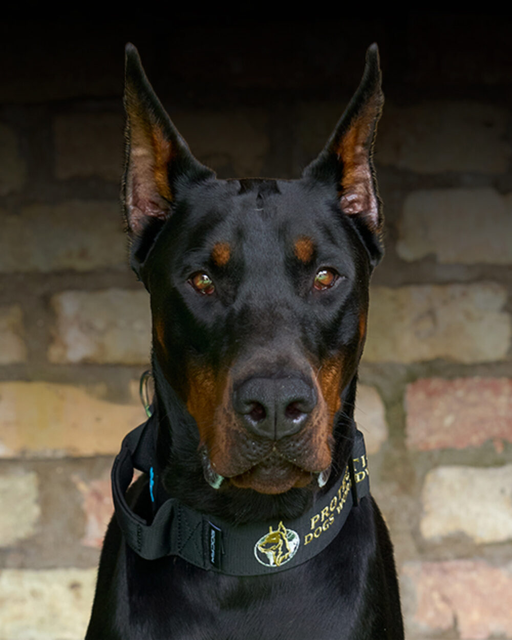 Protection Dogs - Personal & Family Protection Dogs for Sale UK