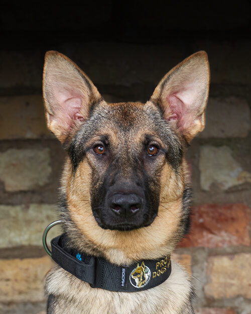 Choosing the Perfect Protection Dog for Your Family