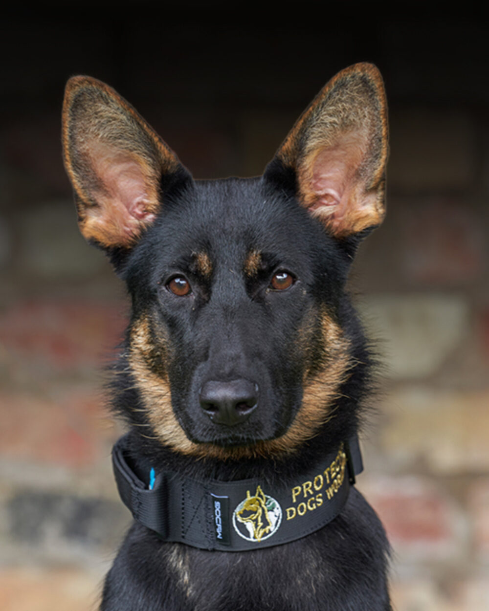 Protection Dogs - Personal & Family Protection Dogs for Sale UK