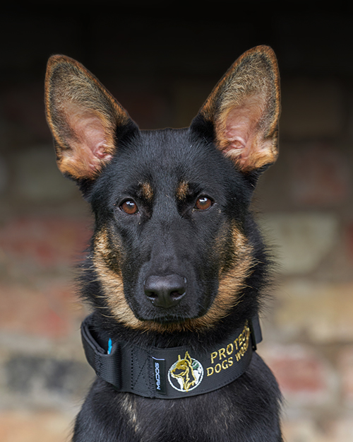 Choosing the Perfect Protection Dog for Your Family