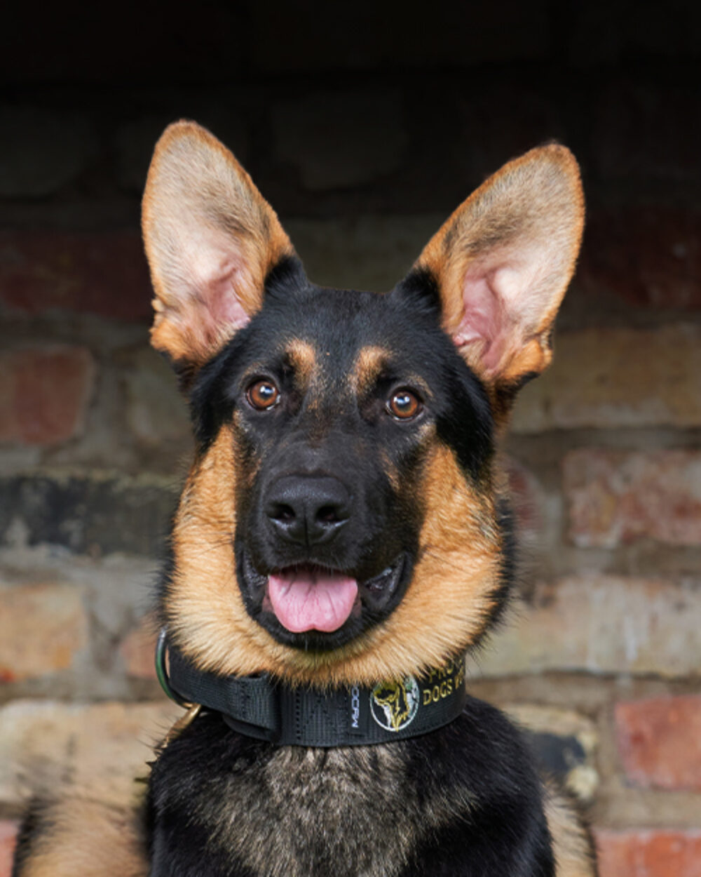 German Shepherd Protection Dogs for Sale | Protection Dogs UK