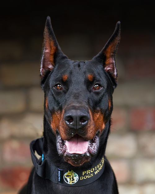 Protection Dogs - Personal & Family Protection Dogs for Sale UK