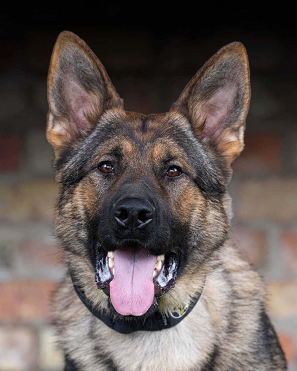 German Shepherd Protection Dogs for Sale | Protection Dogs UK