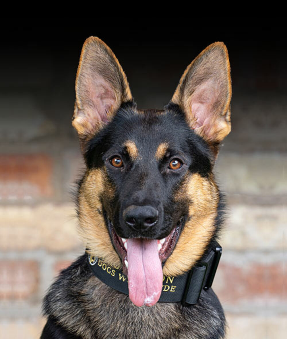 German Shepherd Protection Dogs for Sale | Protection Dogs UK