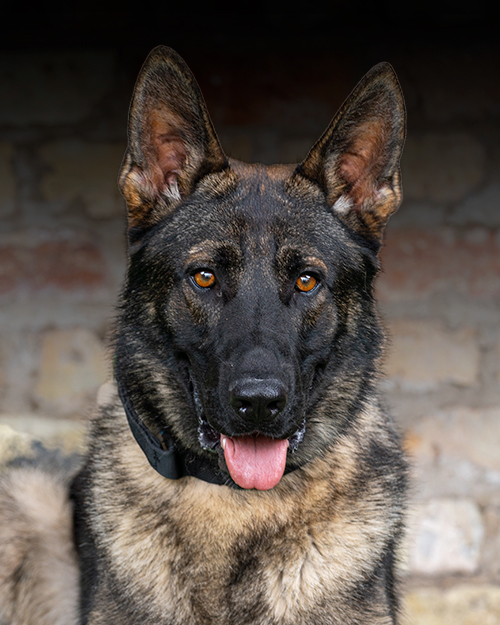 Protection Dogs - Personal & Family Protection Dogs for Sale UK