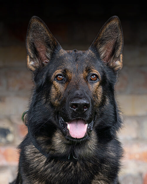 Protection Dogs - Personal & Family Protection Dogs for Sale UK