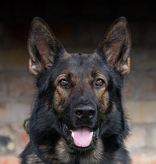 Rico The founders Dog - Protection Dogs Worldwide