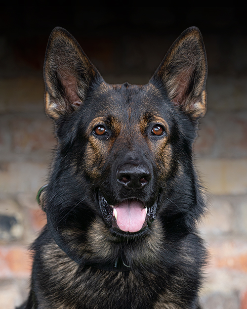 Protection Dogs - Personal & Family Protection Dogs for Sale UK