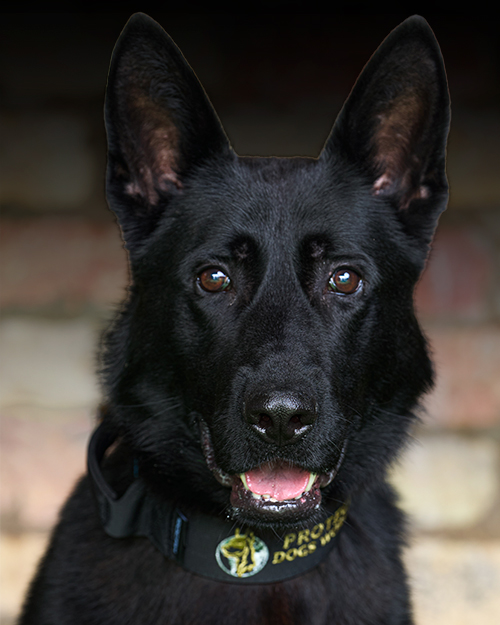 Family and Personal Protection Dogs for Sale UK | Protection Dogs