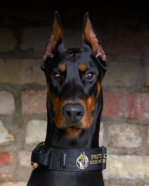 Protection Dogs - Personal & Family Protection Dogs for Sale UK