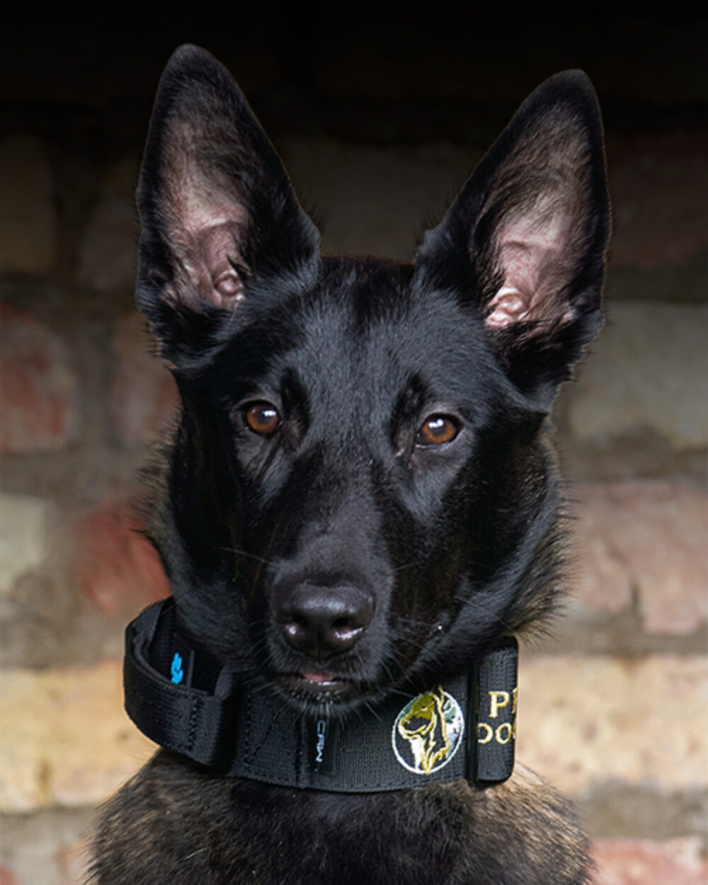 Elite Protection Dogs for Sale | Protection Dogs UK
