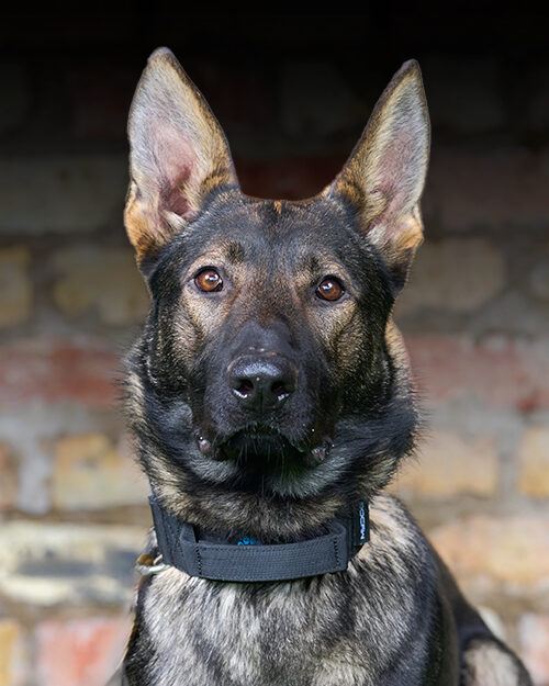 Choosing the Perfect Protection Dog for Your Family