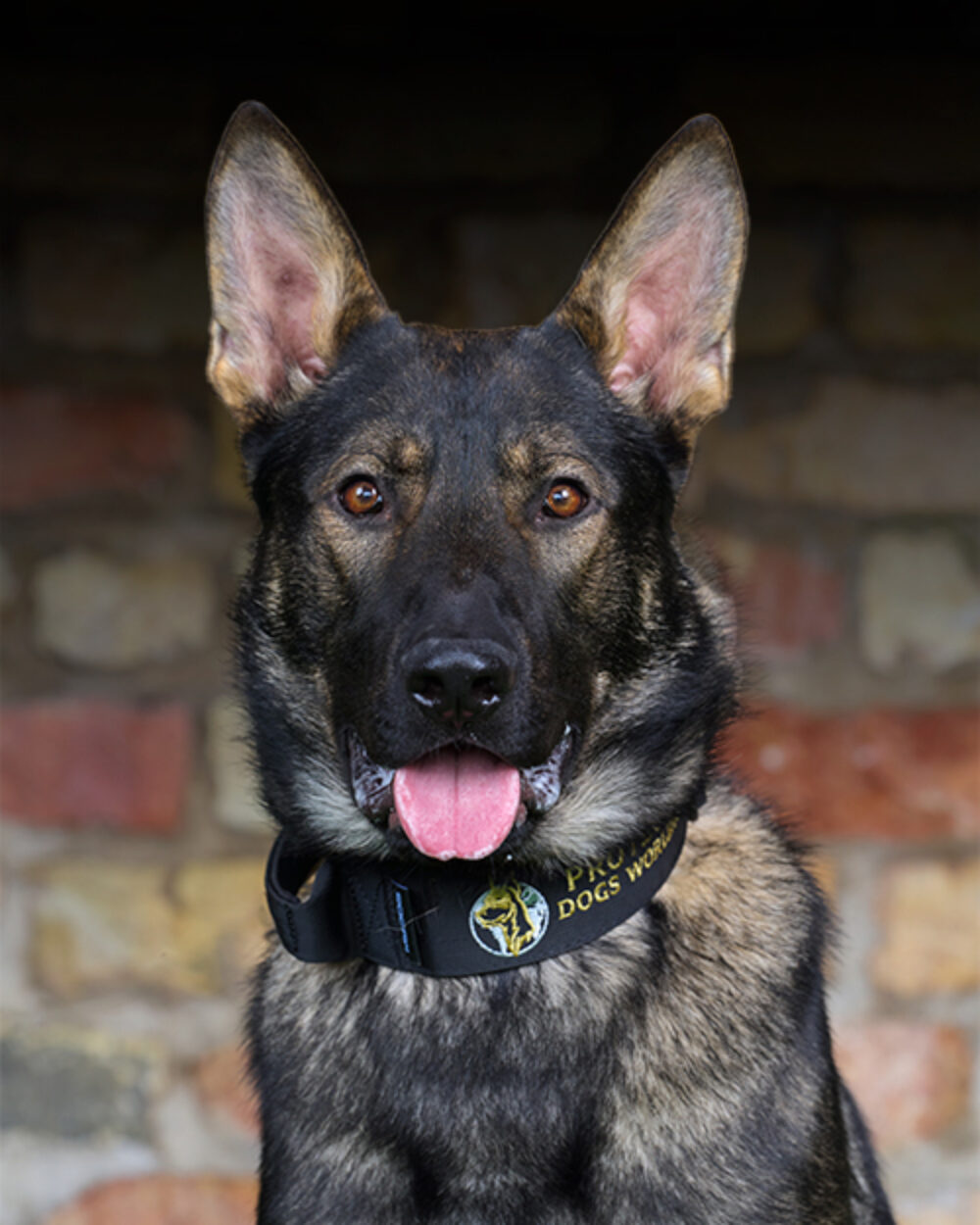 Protection Dogs - Personal & Family Protection Dogs for Sale UK