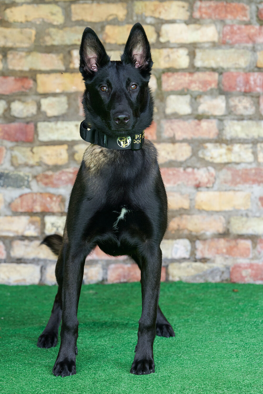 Xeva - Premium Protection Dog for Your Safety | Protection Dogs UK