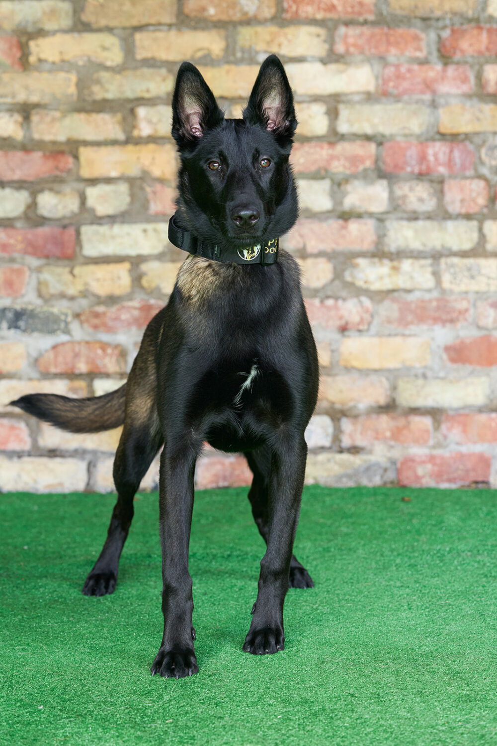 Xeva - Premium Protection Dog for Your Safety | Protection Dogs UK
