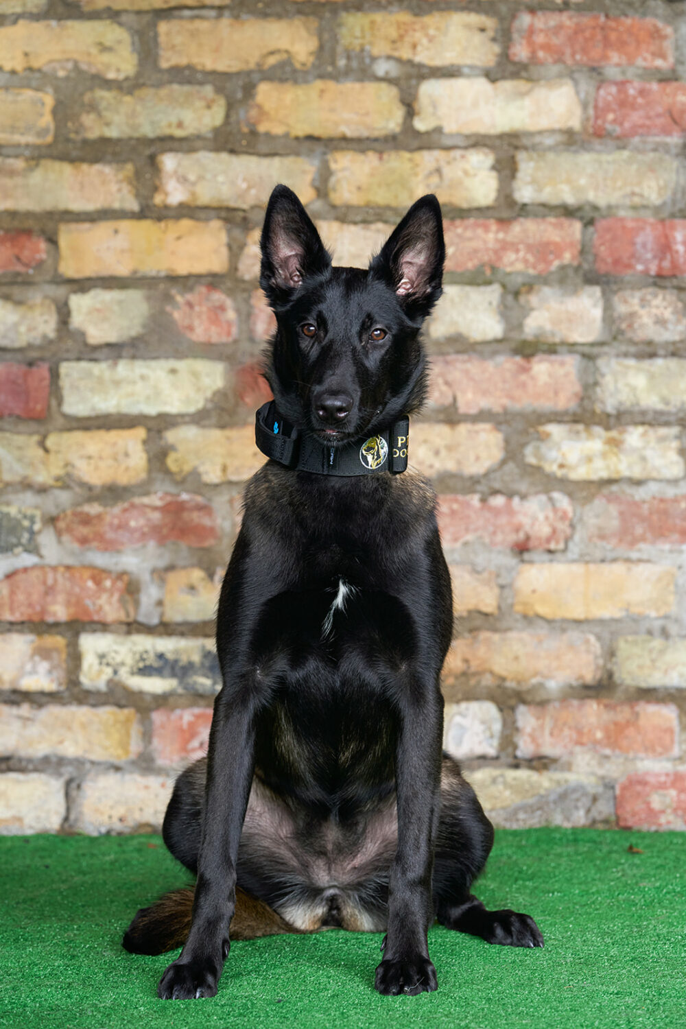 Xeva - Premium Protection Dog for Your Safety | Protection Dogs UK