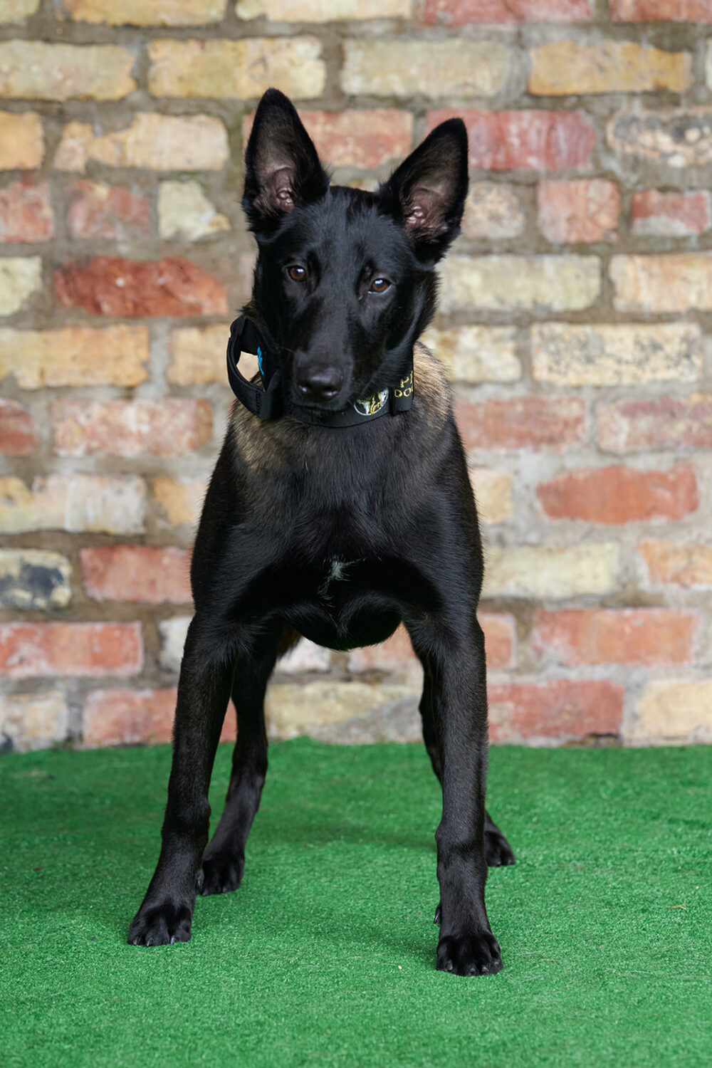 Xeva - Premium Protection Dog for Your Safety | Protection Dogs UK