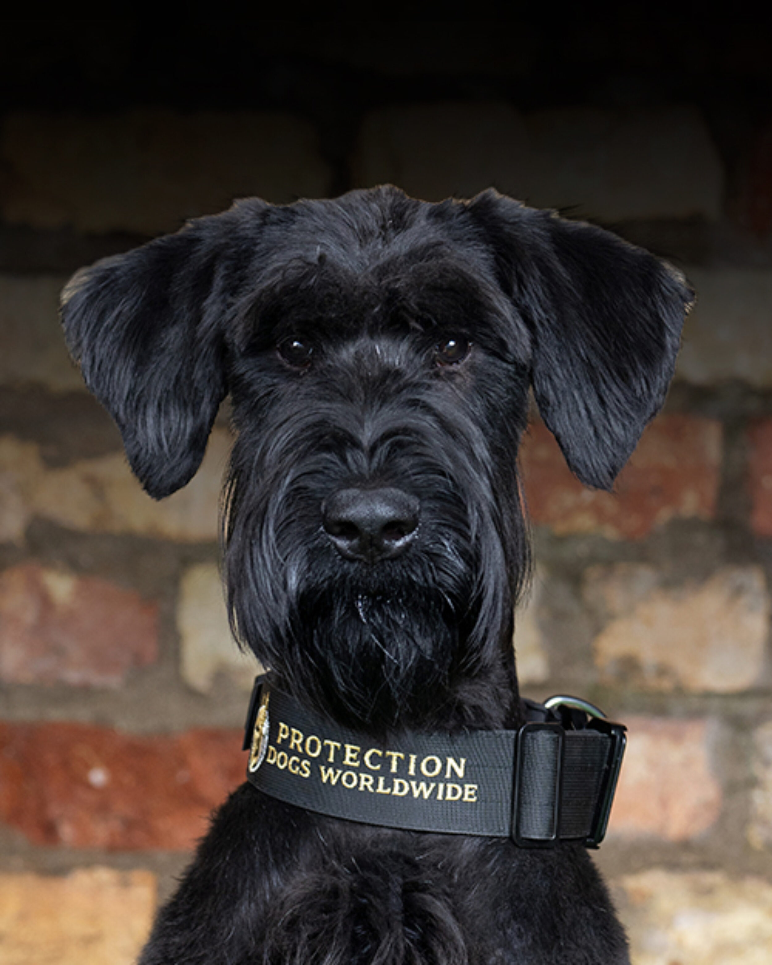 Mutley - Protection Dogs Worldwide