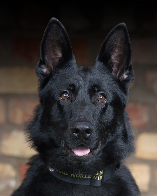 Xeva - Premium Protection Dog for Your Safety | Protection Dogs UK