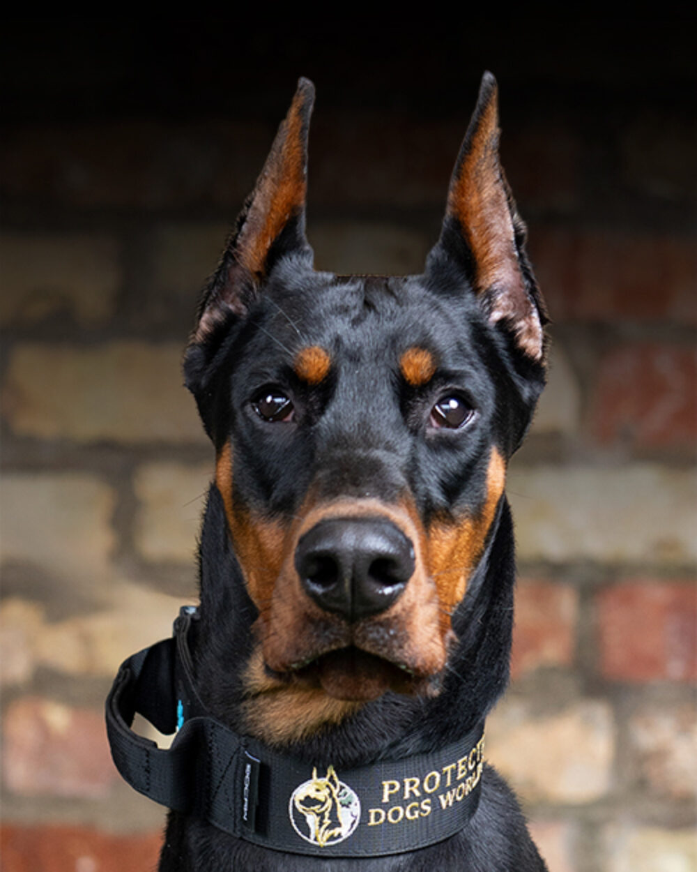 Protection Dogs - Personal & Family Protection Dogs for Sale UK