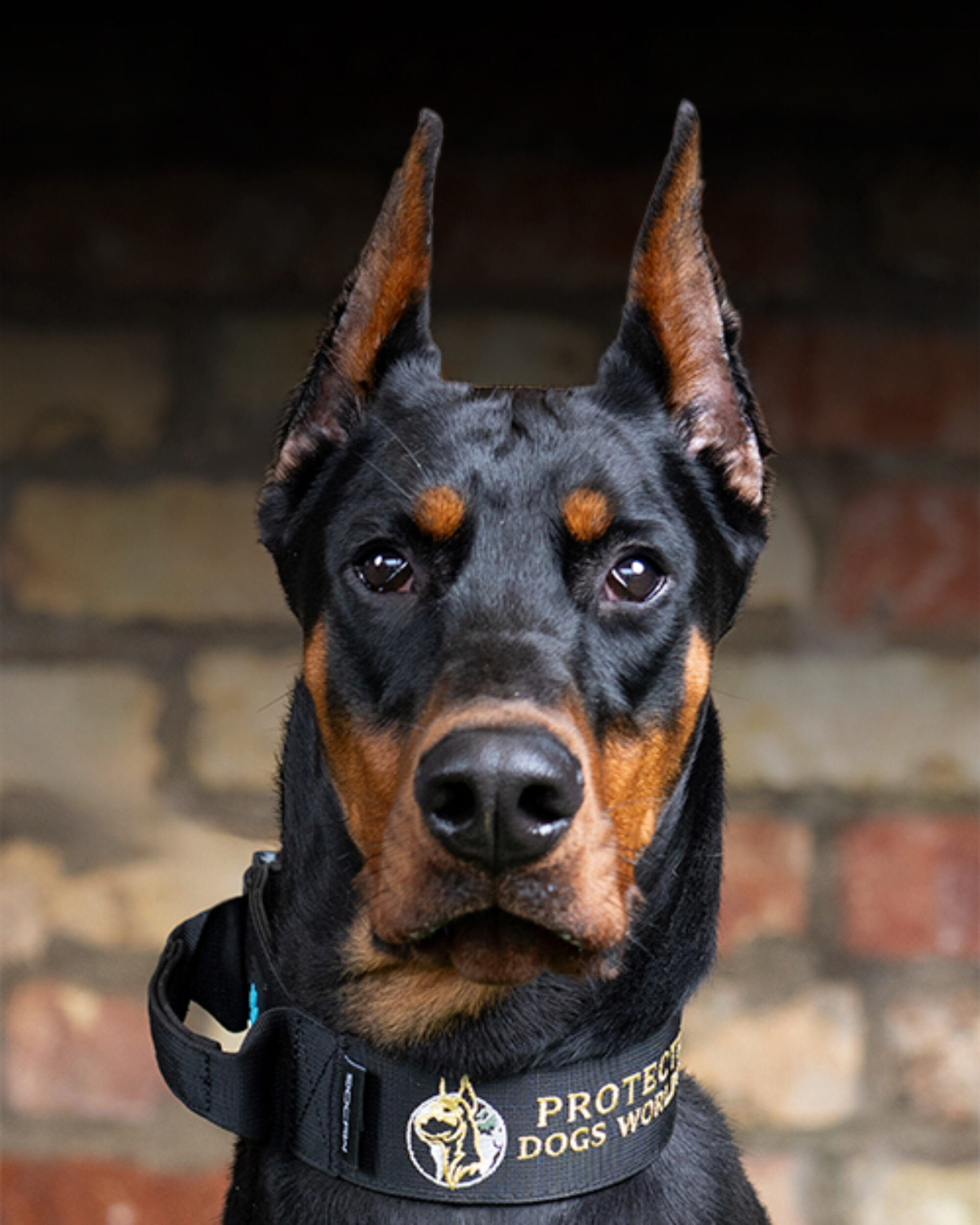 Earl - Protection Dogs Worldwide
