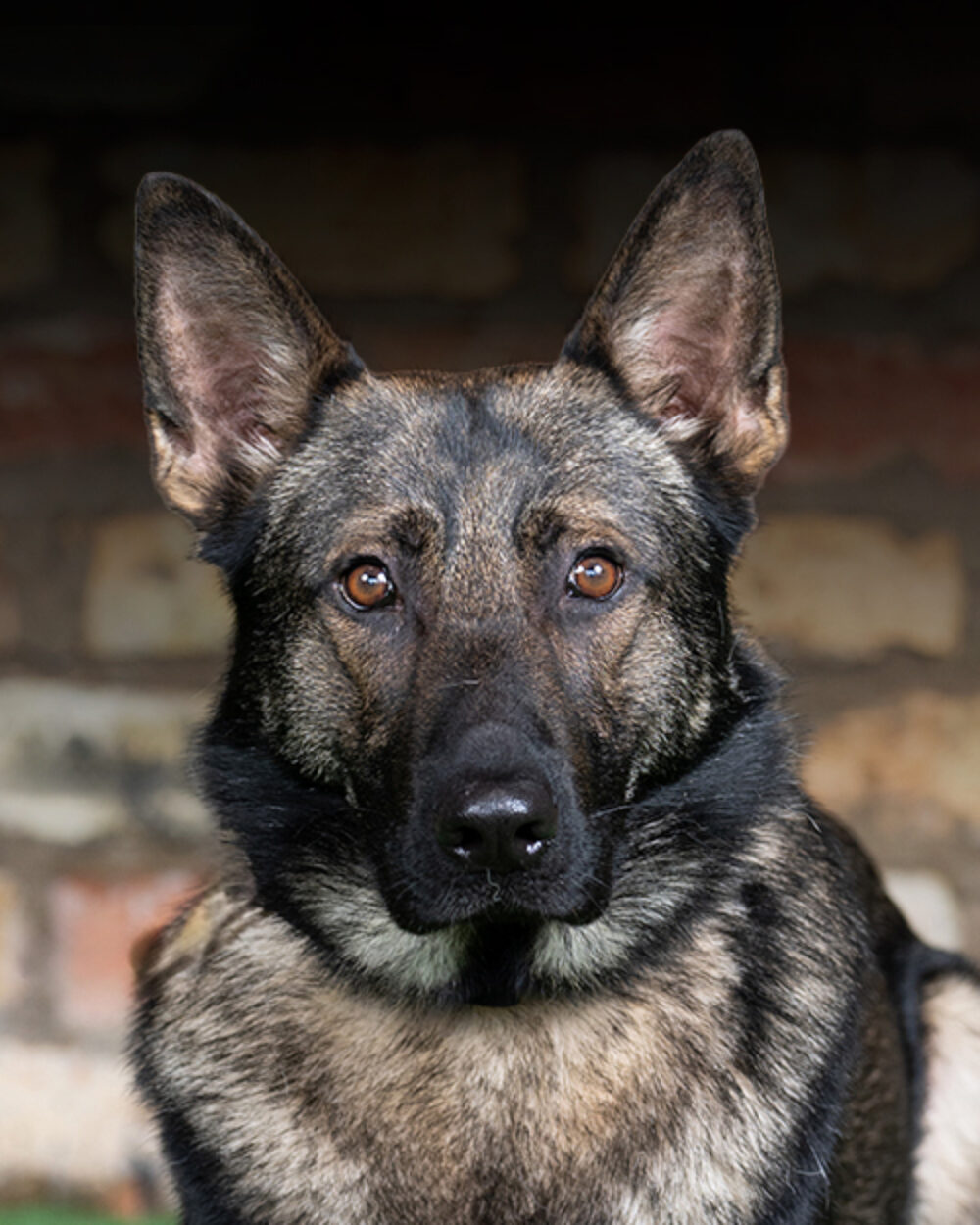 German Shepherd Protection Dogs for Sale | Protection Dogs UK