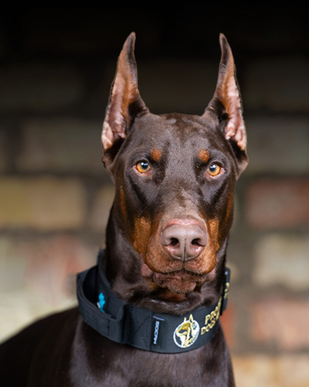 Family and Personal Protection Dogs for Sale UK | Protection Dogs