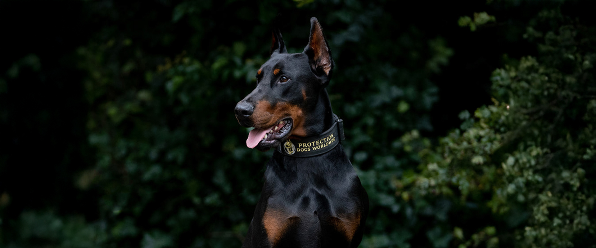 Frequently Asked Questions from Protection Dogs Worldwide