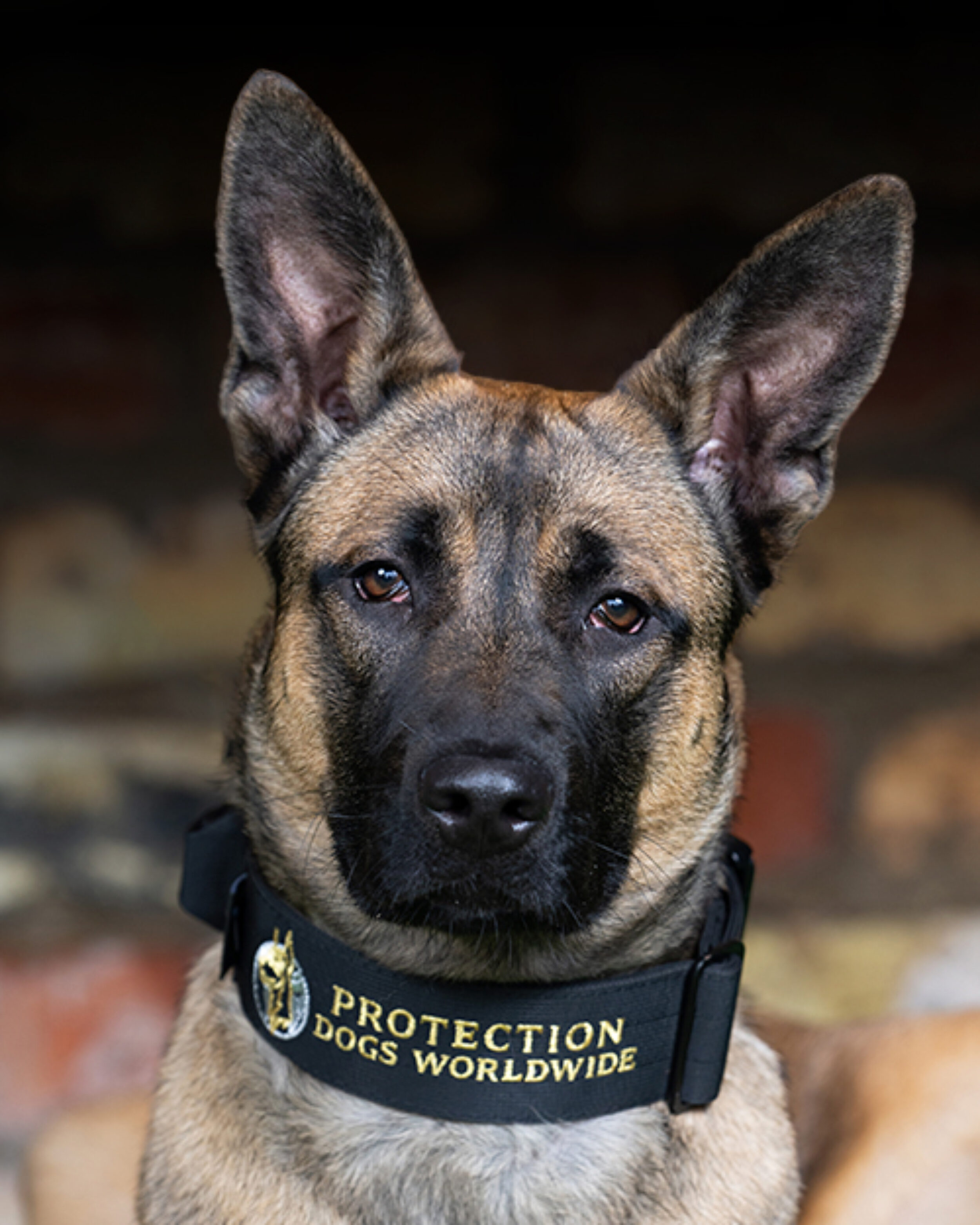 Pepper - Protection Dogs Worldwide