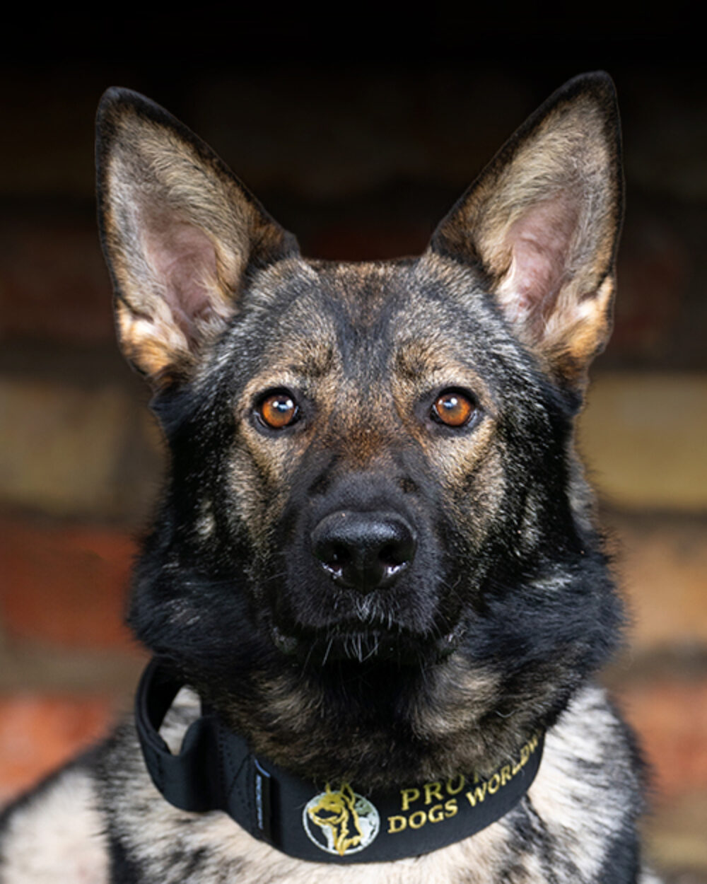 Xeva - Premium Protection Dog for Your Safety | Protection Dogs UK