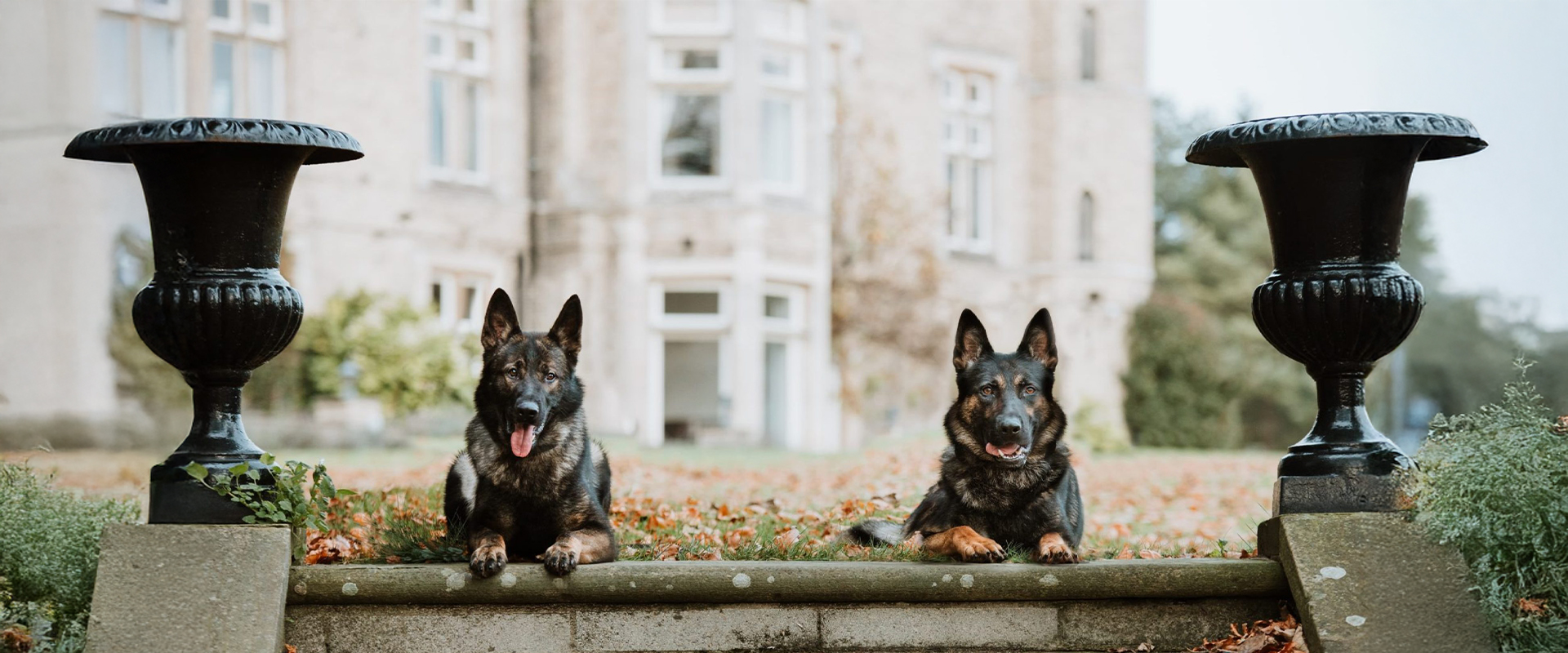 Best Breeds for Police Work | Top Dogs for Law Enforcement
