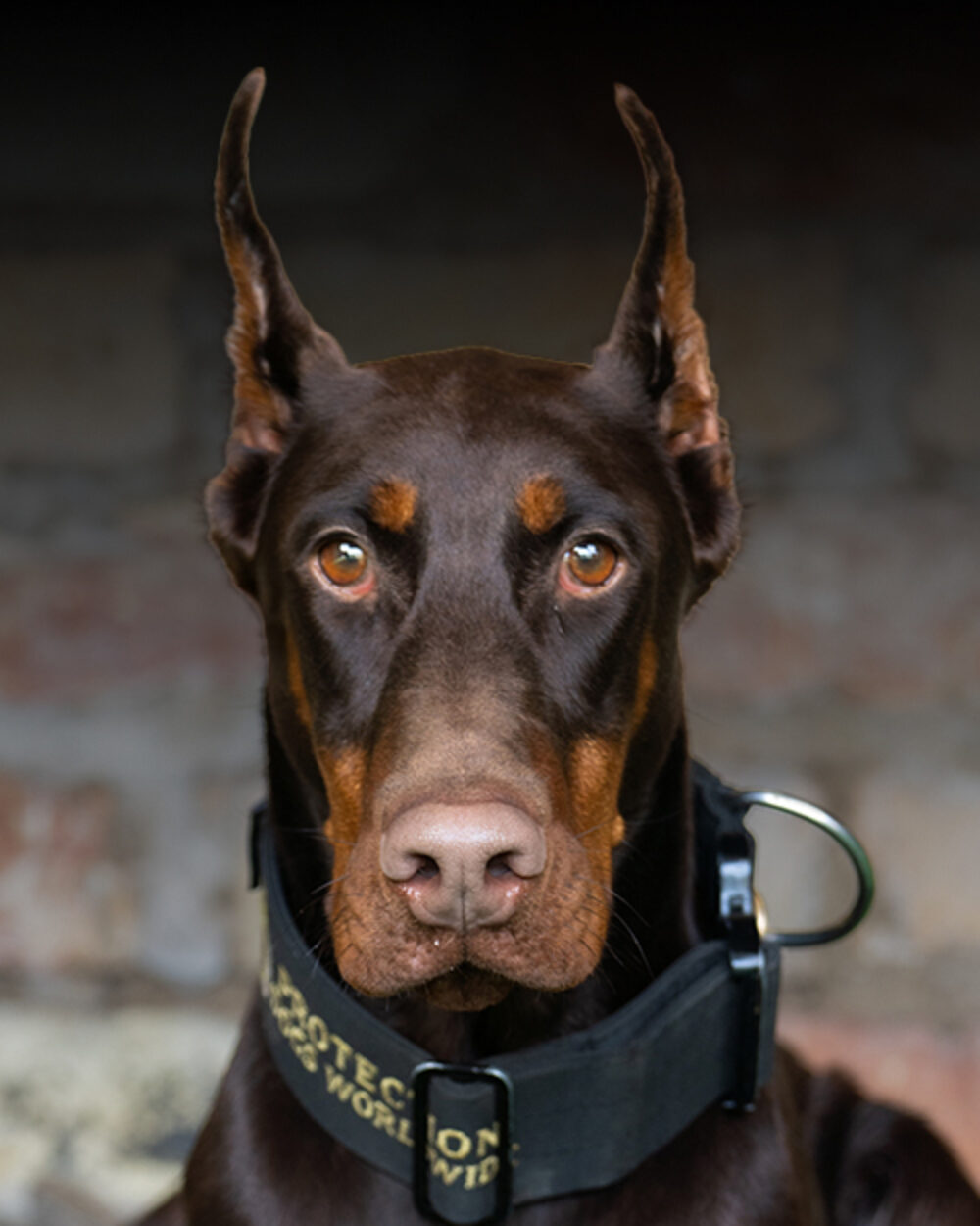 Family and Personal Protection Dogs for Sale UK | Protection Dogs