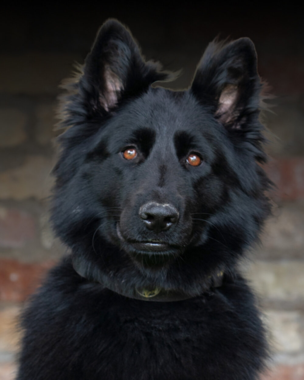 German Shepherd Protection Dogs for Sale | Protection Dogs UK