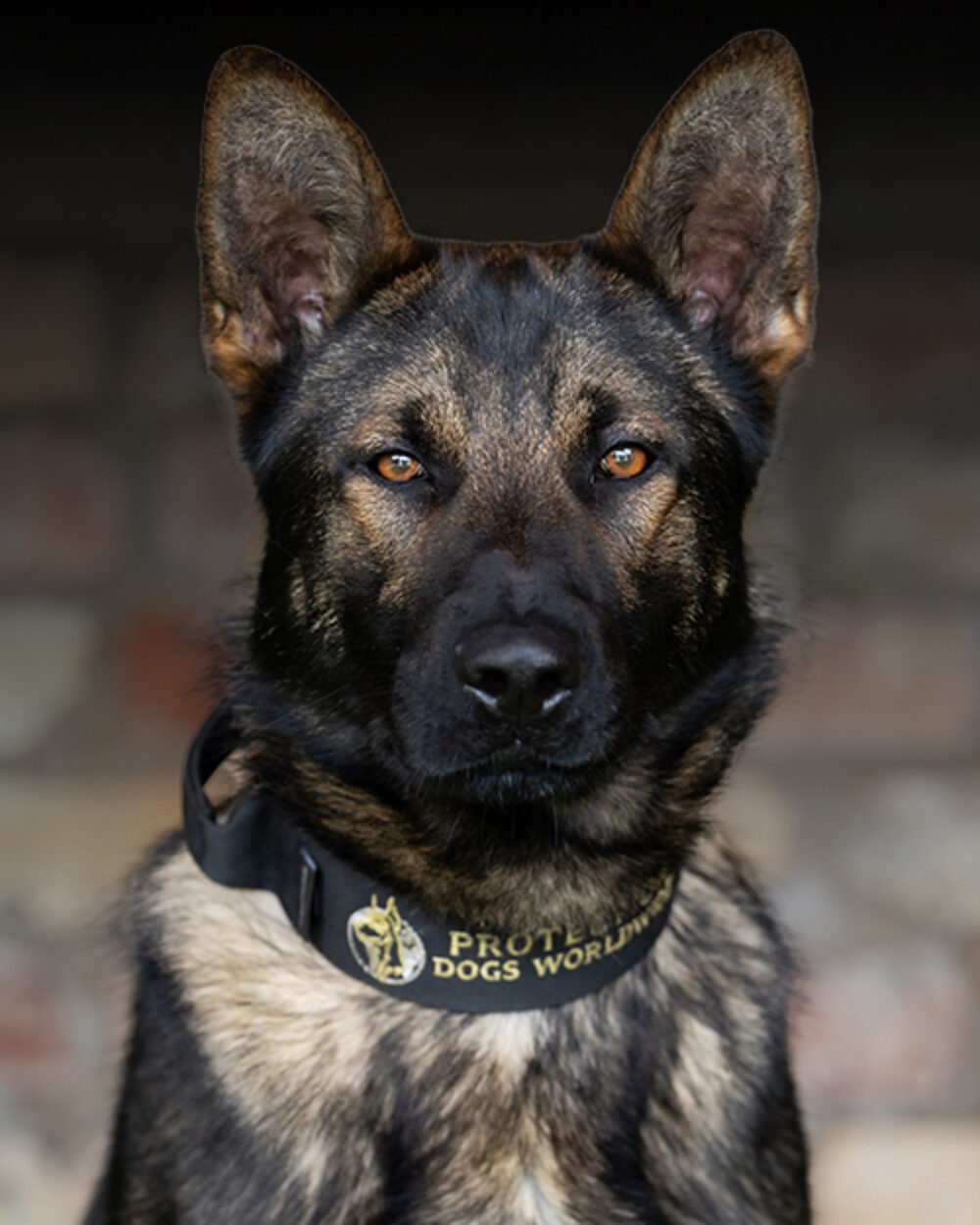 Family and Personal Protection Dogs for Sale UK | Protection Dogs