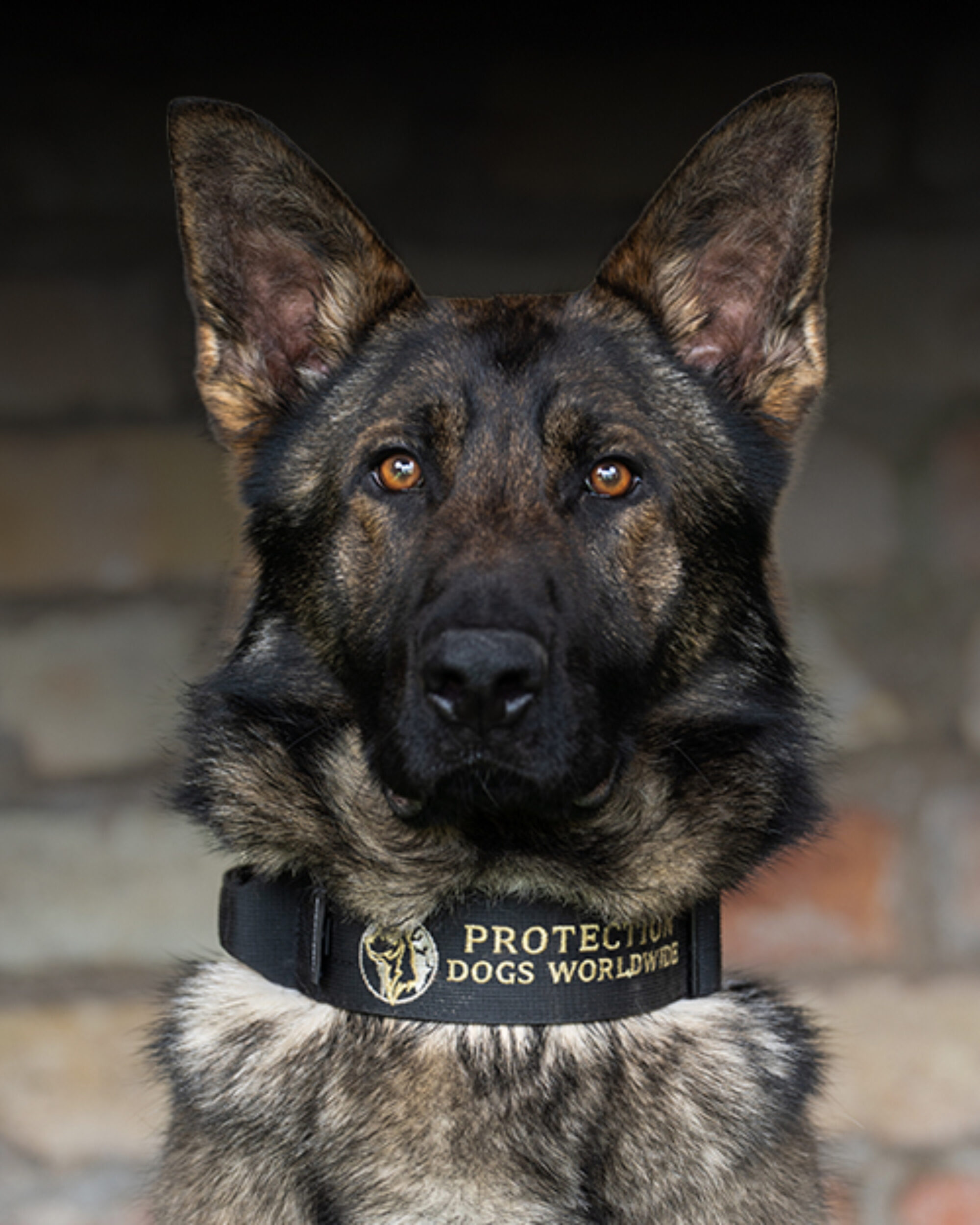 Jury - Sold Trained Security Dog | Protection Dogs UK