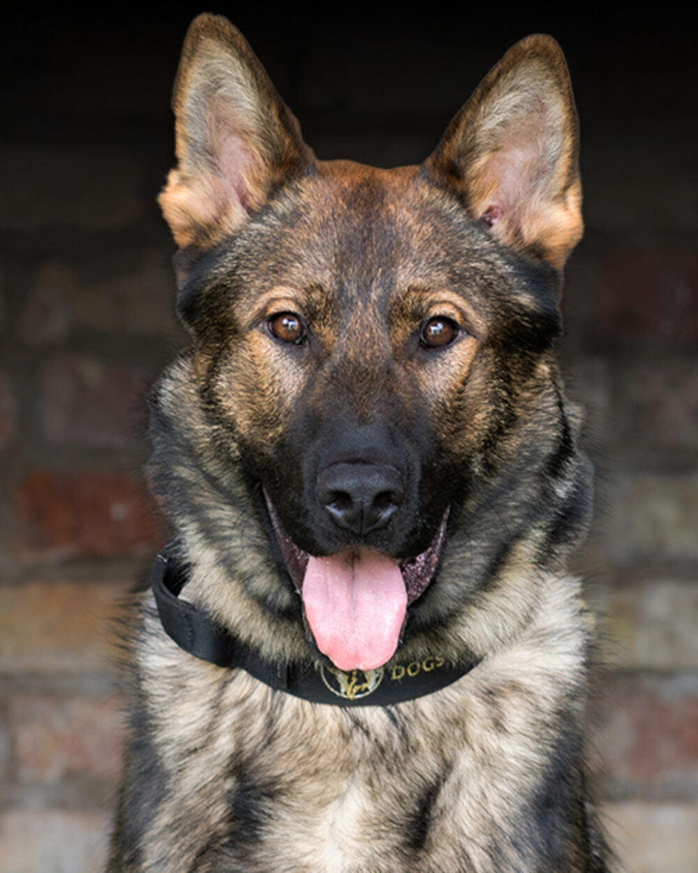 German Shepherd Protection Dogs for Sale | Protection Dogs UK