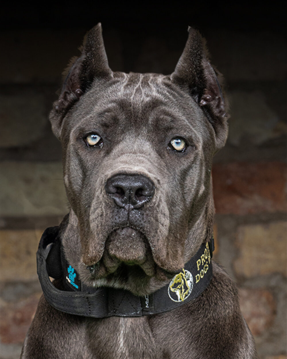 Elite Protection Dogs for Sale | Protection Dogs UK