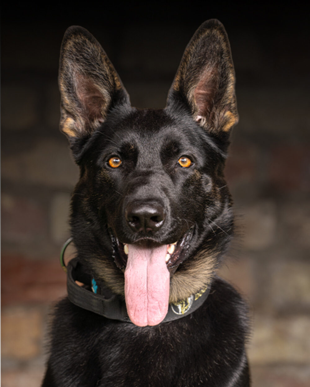 Xeva - Premium Protection Dog for Your Safety | Protection Dogs UK