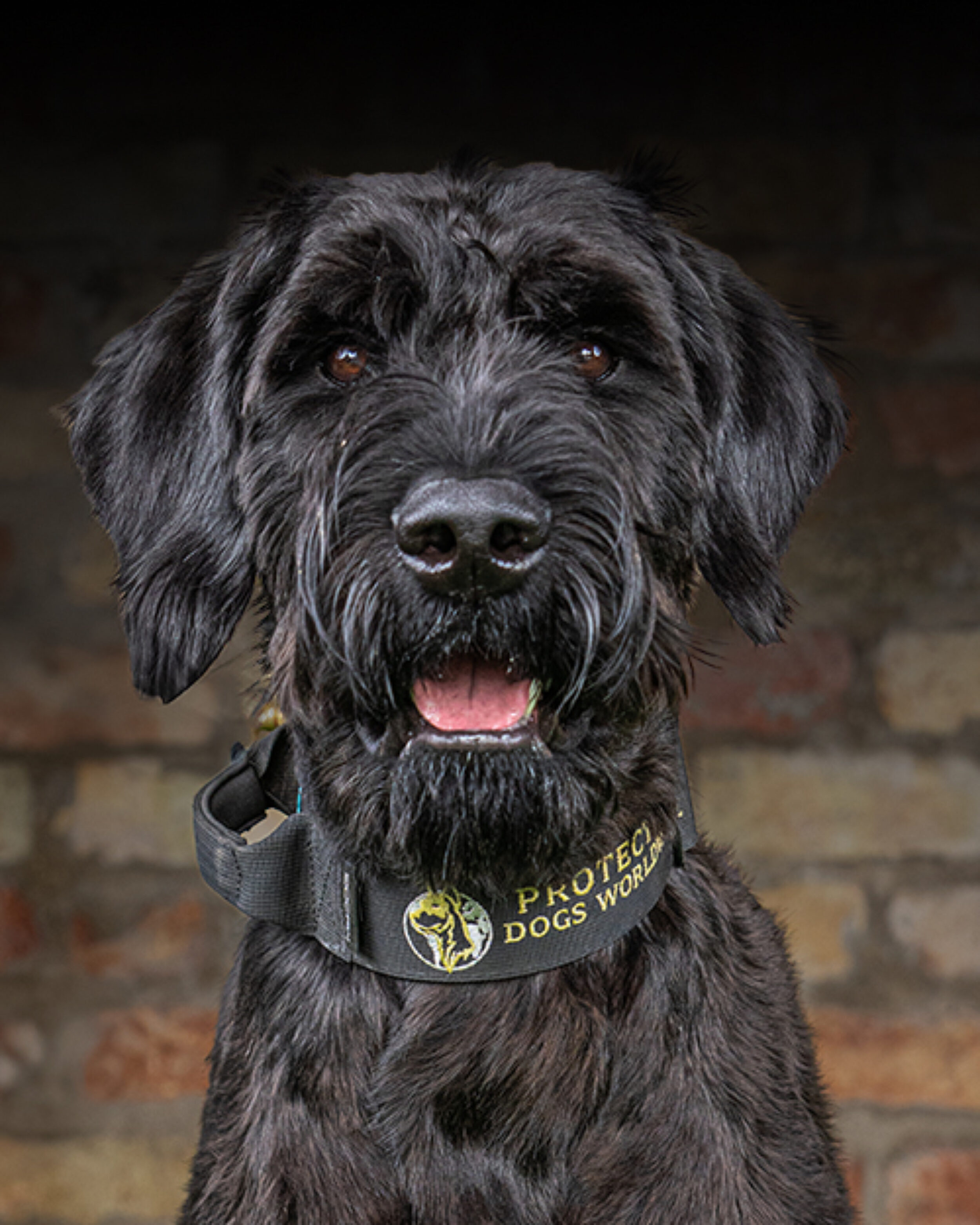Bowser - Protection Dogs Worldwide