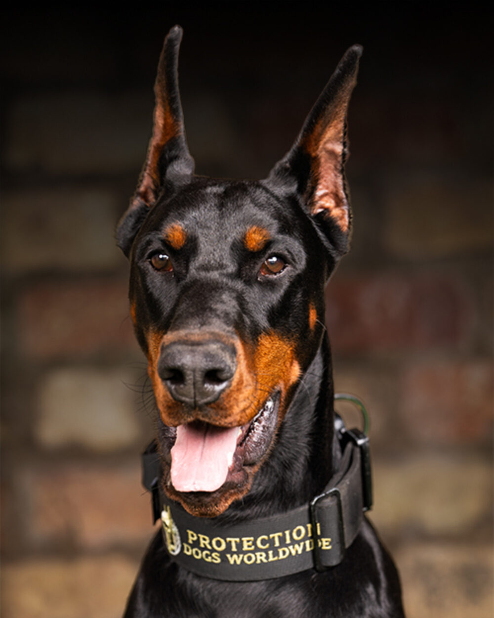Elite Protection Dogs for Sale | Protection Dogs UK