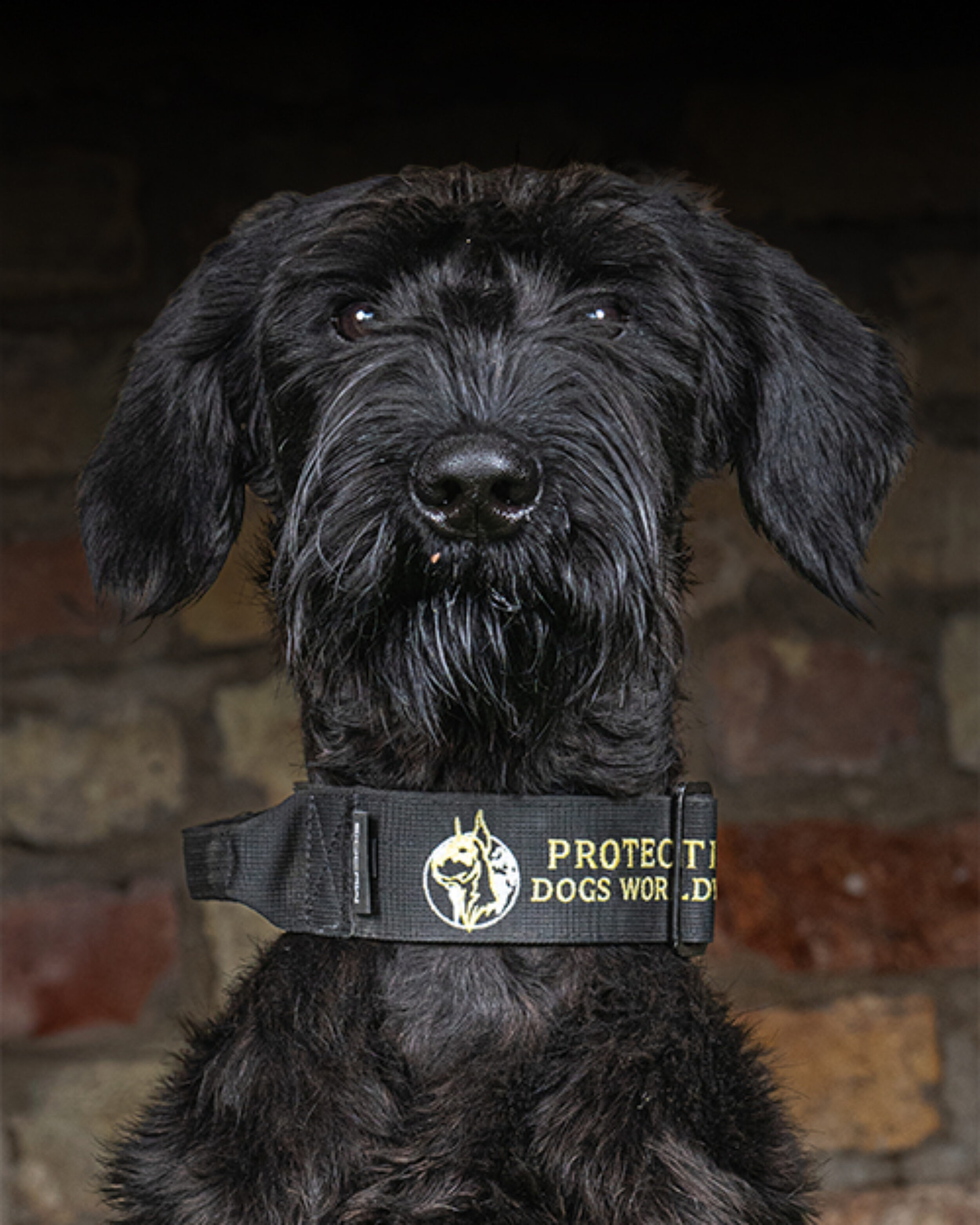 Yankee - Protection Dogs Worldwide