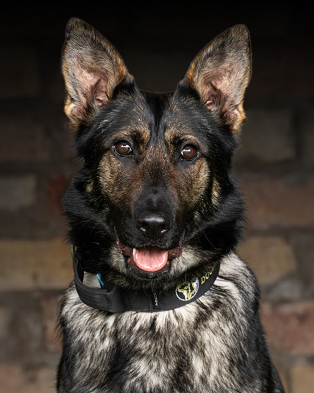 Xeva - Premium Protection Dog for Your Safety | Protection Dogs UK