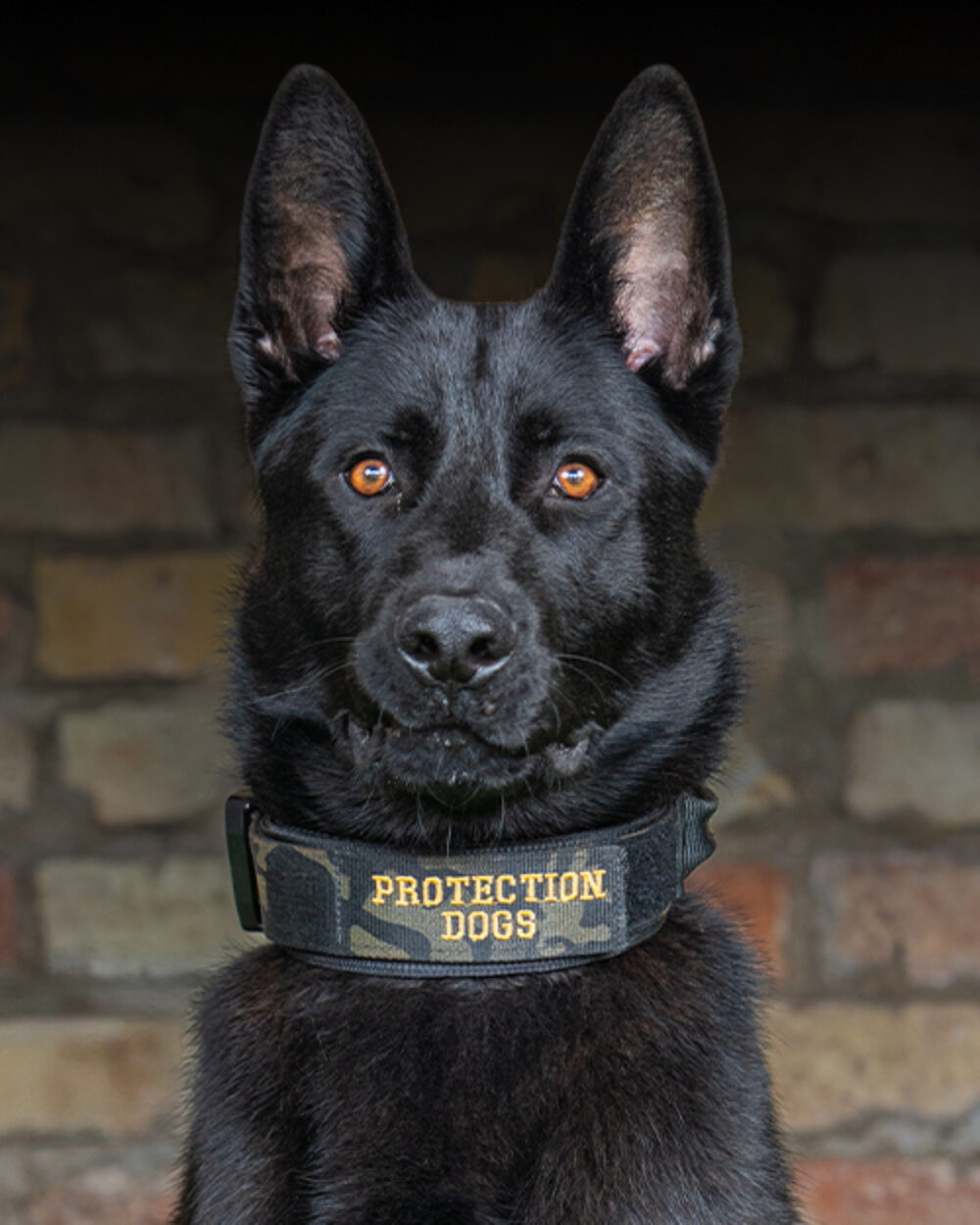 Protection Dogs - Personal & Family Protection Dogs for Sale UK