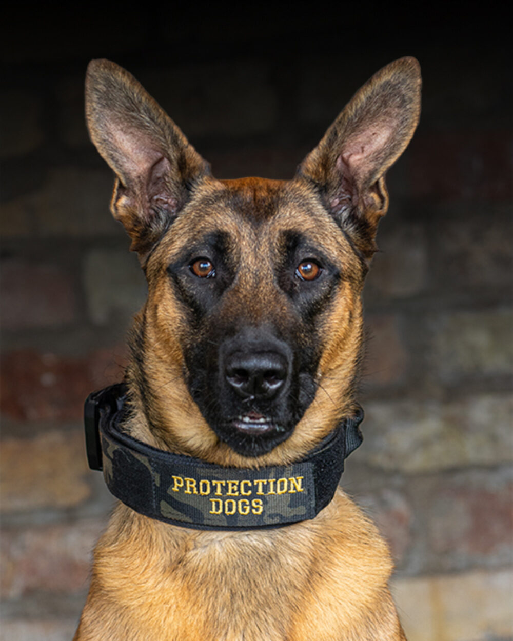 Family and Personal Protection Dogs for Sale UK | Protection Dogs