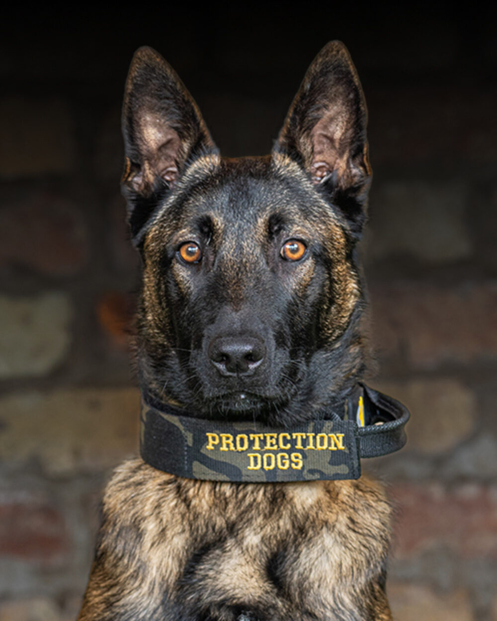 Xeva - Premium Protection Dog for Your Safety | Protection Dogs UK