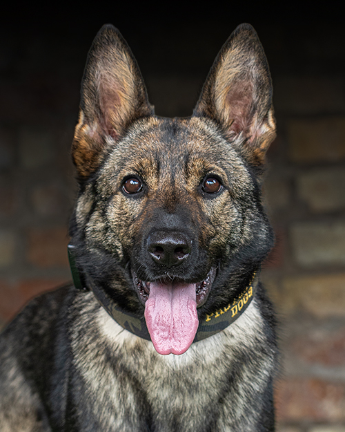 German Shepherd Protection Dogs for Sale | Protection Dogs UK